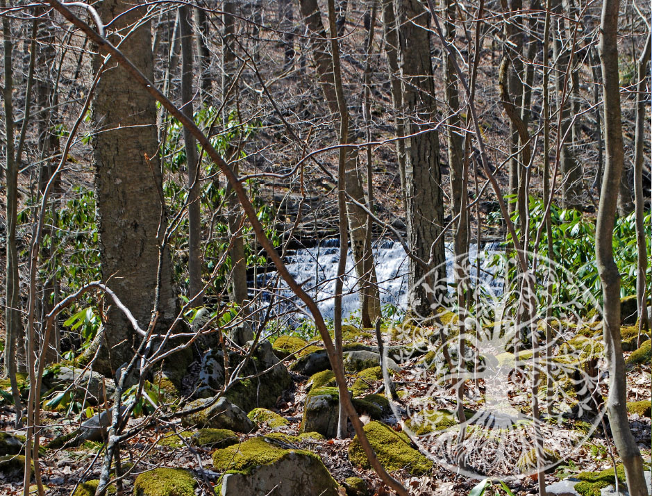 Laurel Hill State Park - Jones Mills Dam - 8x10 print - Nature Rocks ...
